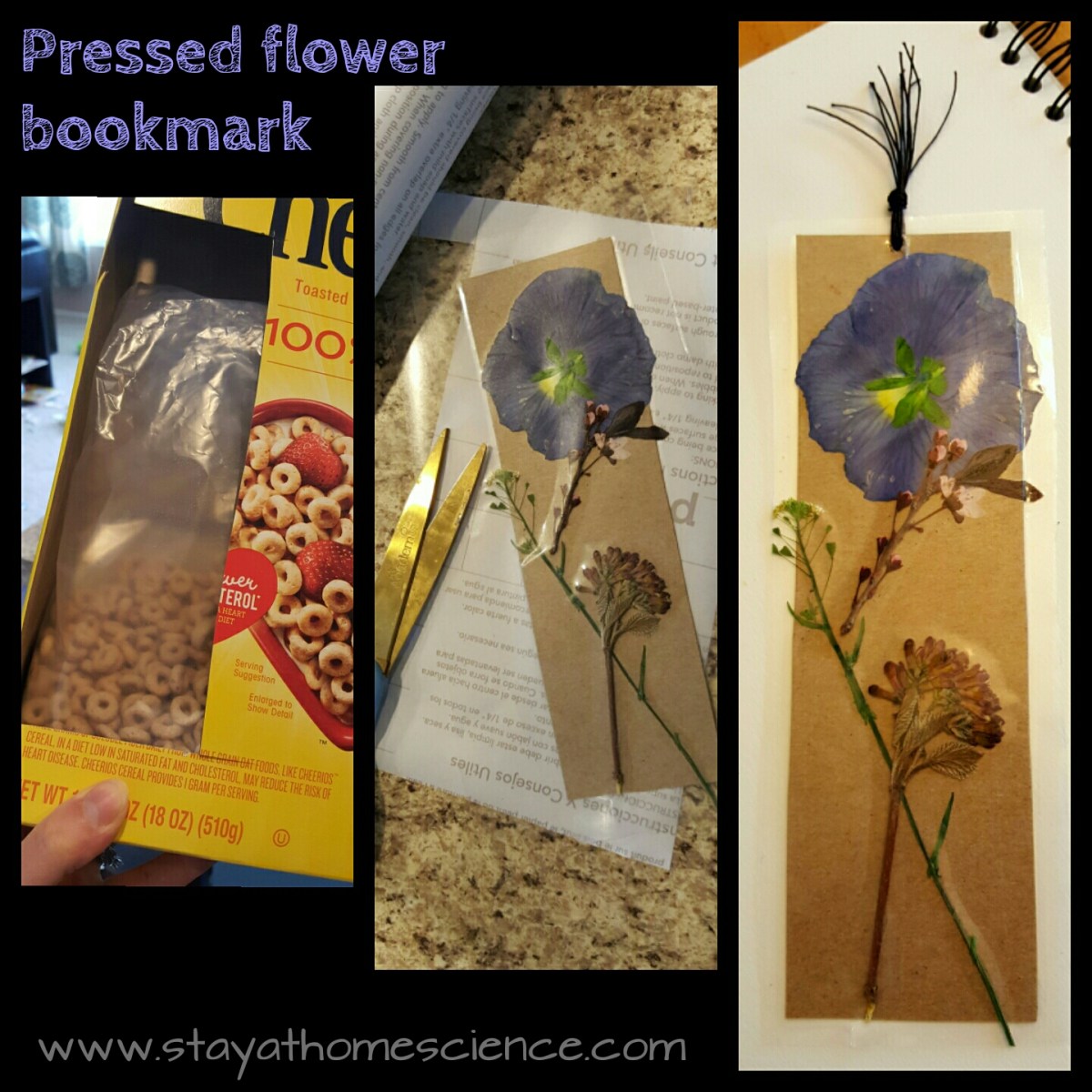Flower Exploration and Bookmark Craft – Stay-at-Home Science