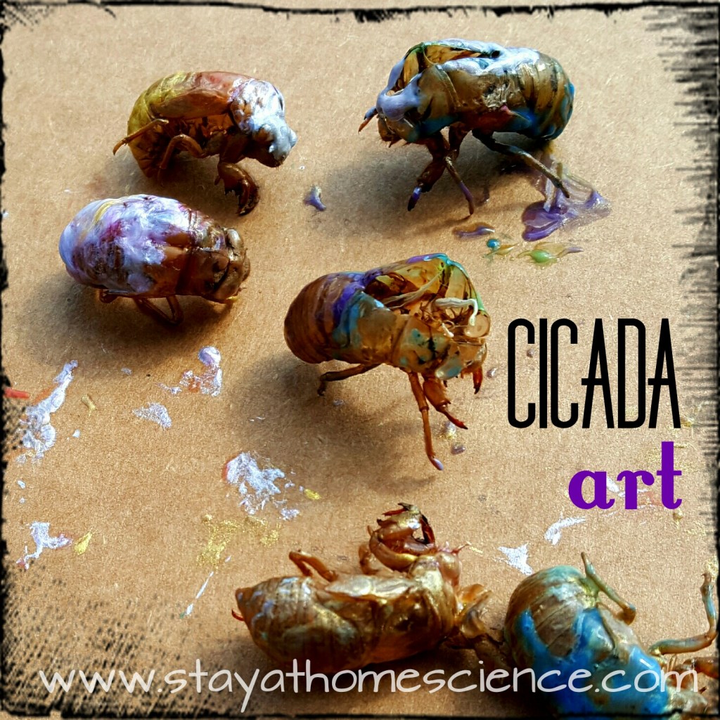 Exploring Cicadas! A Preschool STEAM Project – Stay-at-Home Science