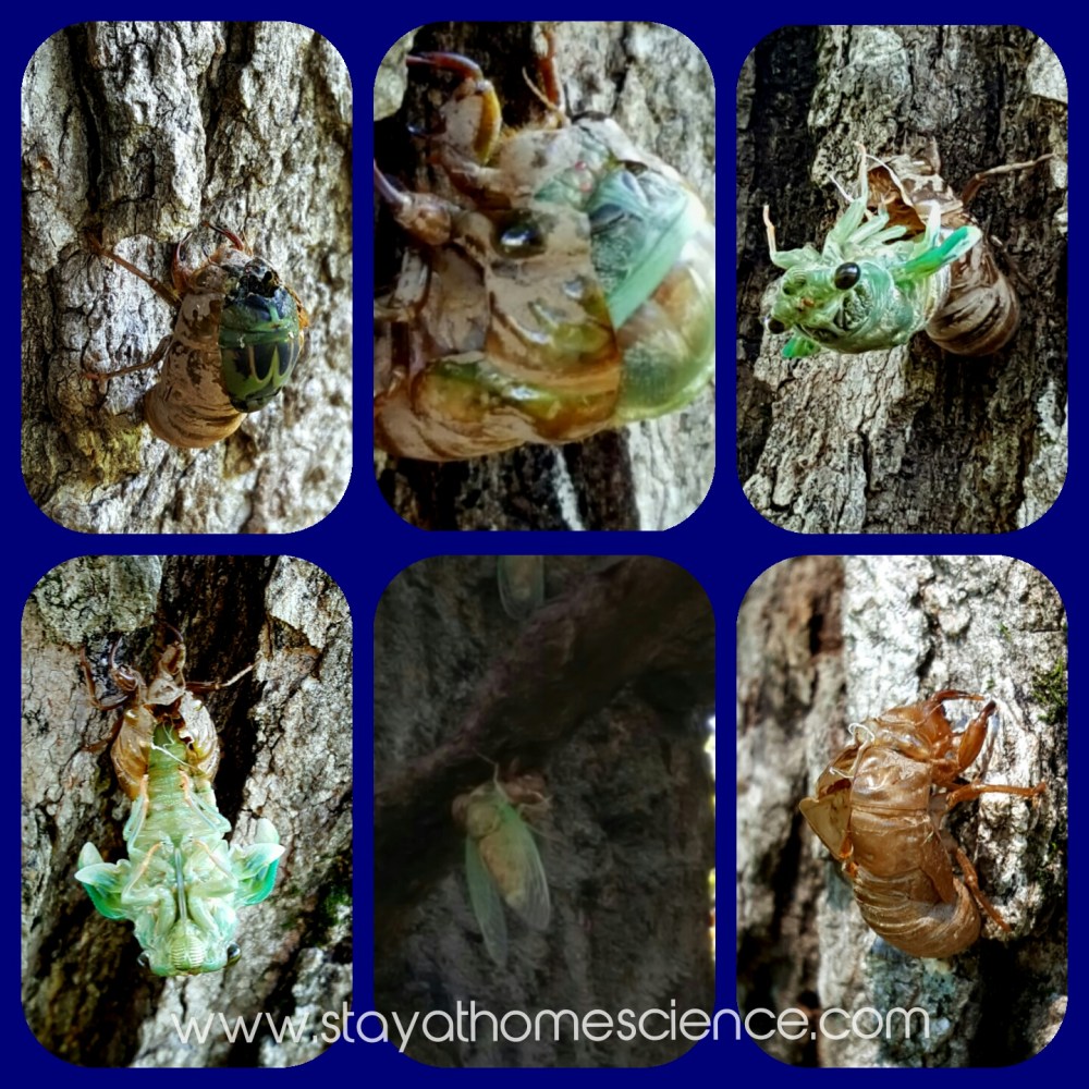 Exploring Cicadas! A Preschool STEAM Project – Stay-at-Home Science